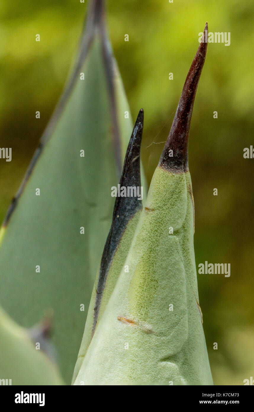 Closeup of Agave cactus thorn Stock Photo - Alamy