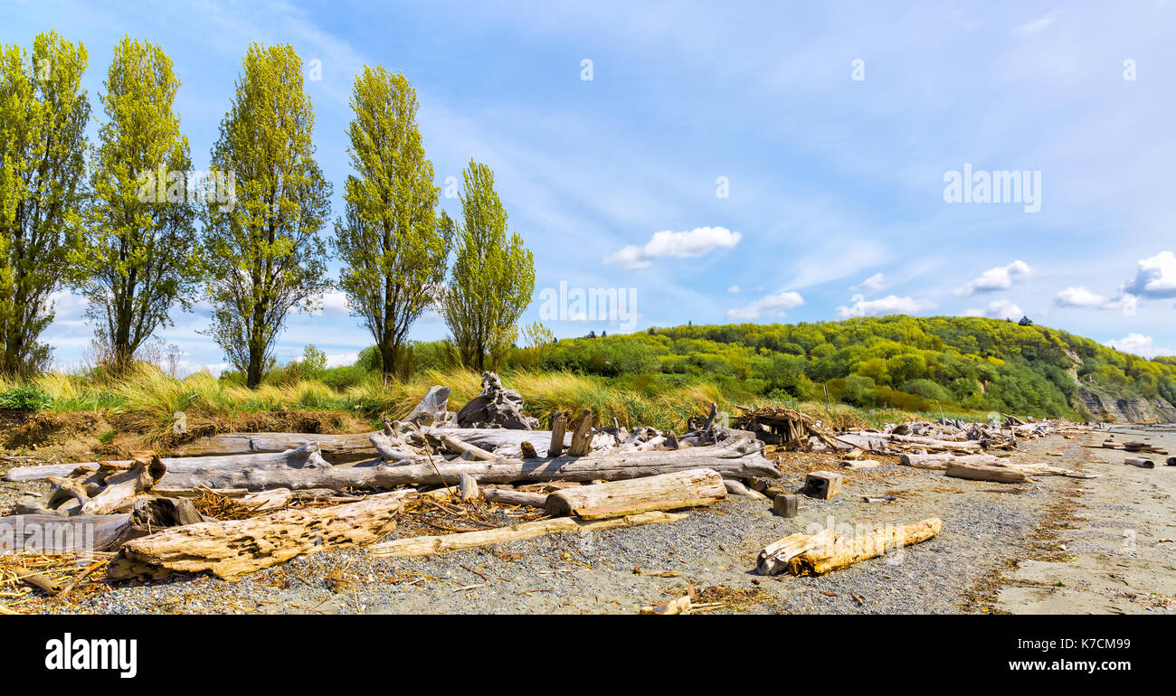 Driftwood beach landscape with a row of tall poplar trees in the ...