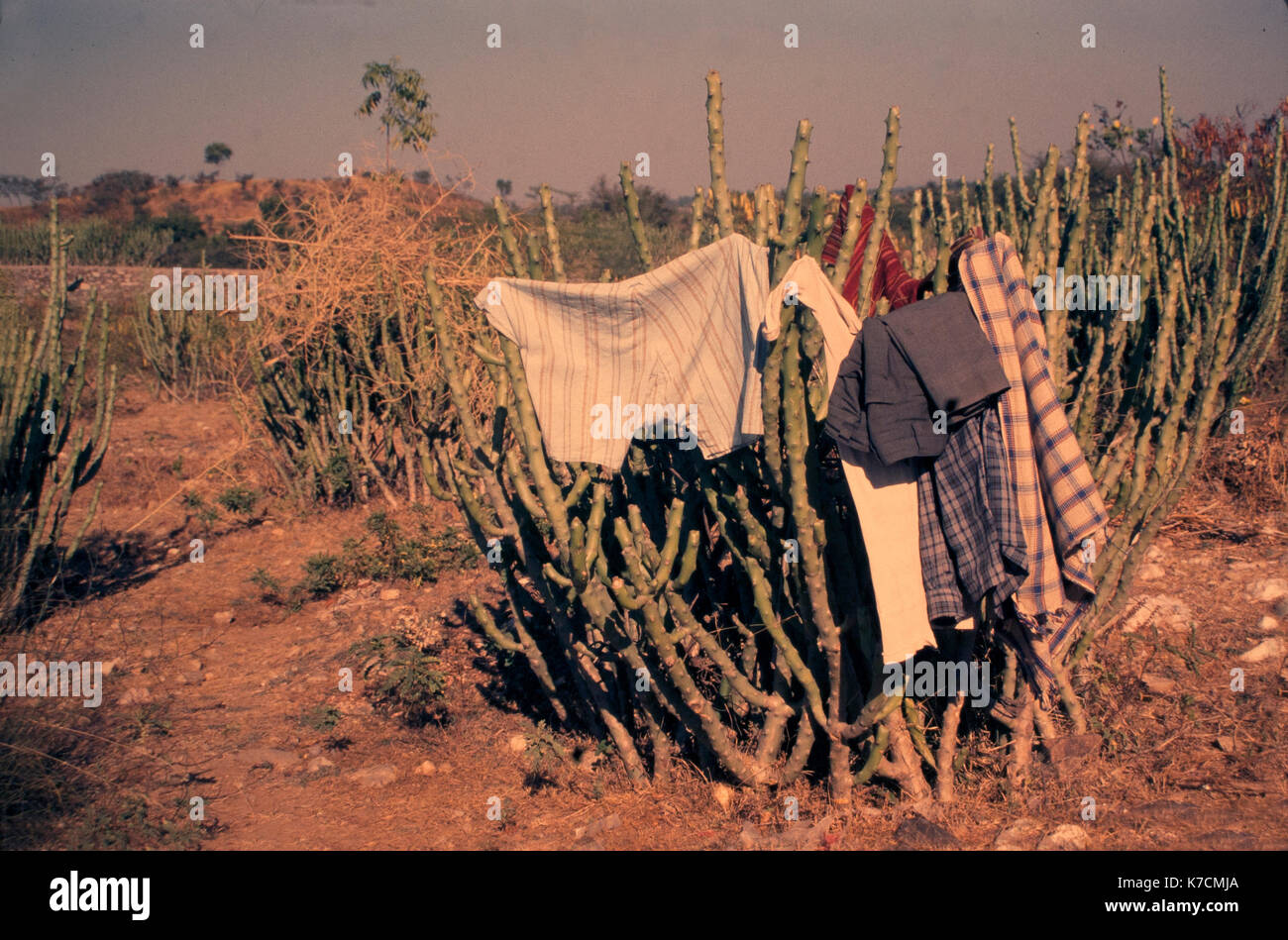 CLOTHES DRYING ON A BUSH IN THE DESERT Stock Photo - Alamy