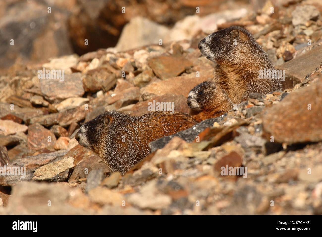A family of Yellow-bellied Marmots on a talus slope in Rocky Mountain ...