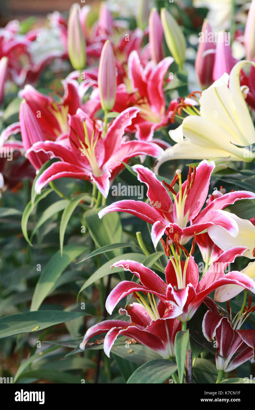 Lily flower of pink color bloom in the garden Stock Photo - Alamy