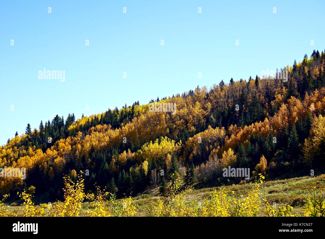 Hill covered with trees hi-res stock photography and images - Alamy
