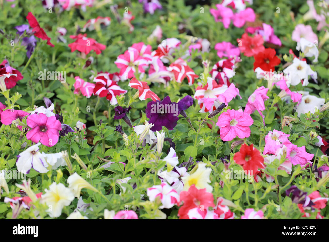 Petunia flower of mix color bloom in the garden Stock Photo - Alamy