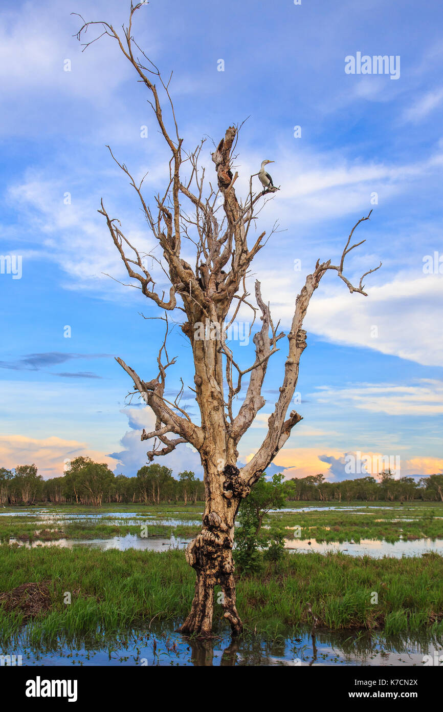 Dead Tree by Yellow Water Billabong, Kakadu NP Stock Photo - Alamy