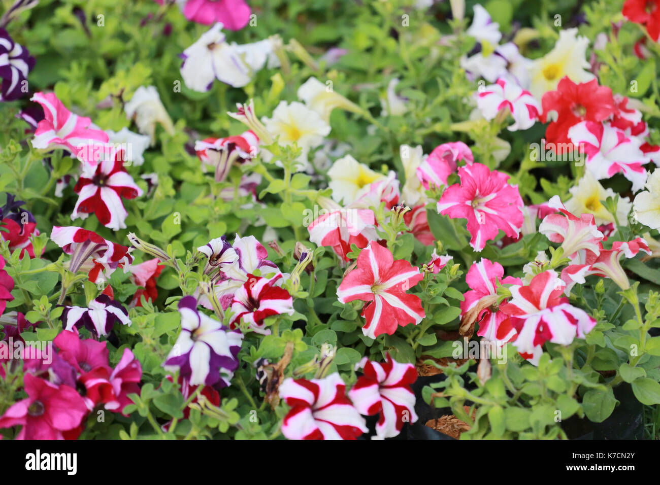 Petunia flower of mix color bloom in the garden Stock Photo - Alamy