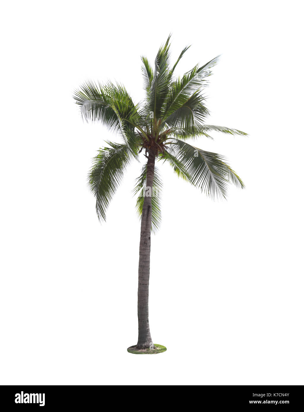 coconut tree isolated on white background,plant found throughout in ...