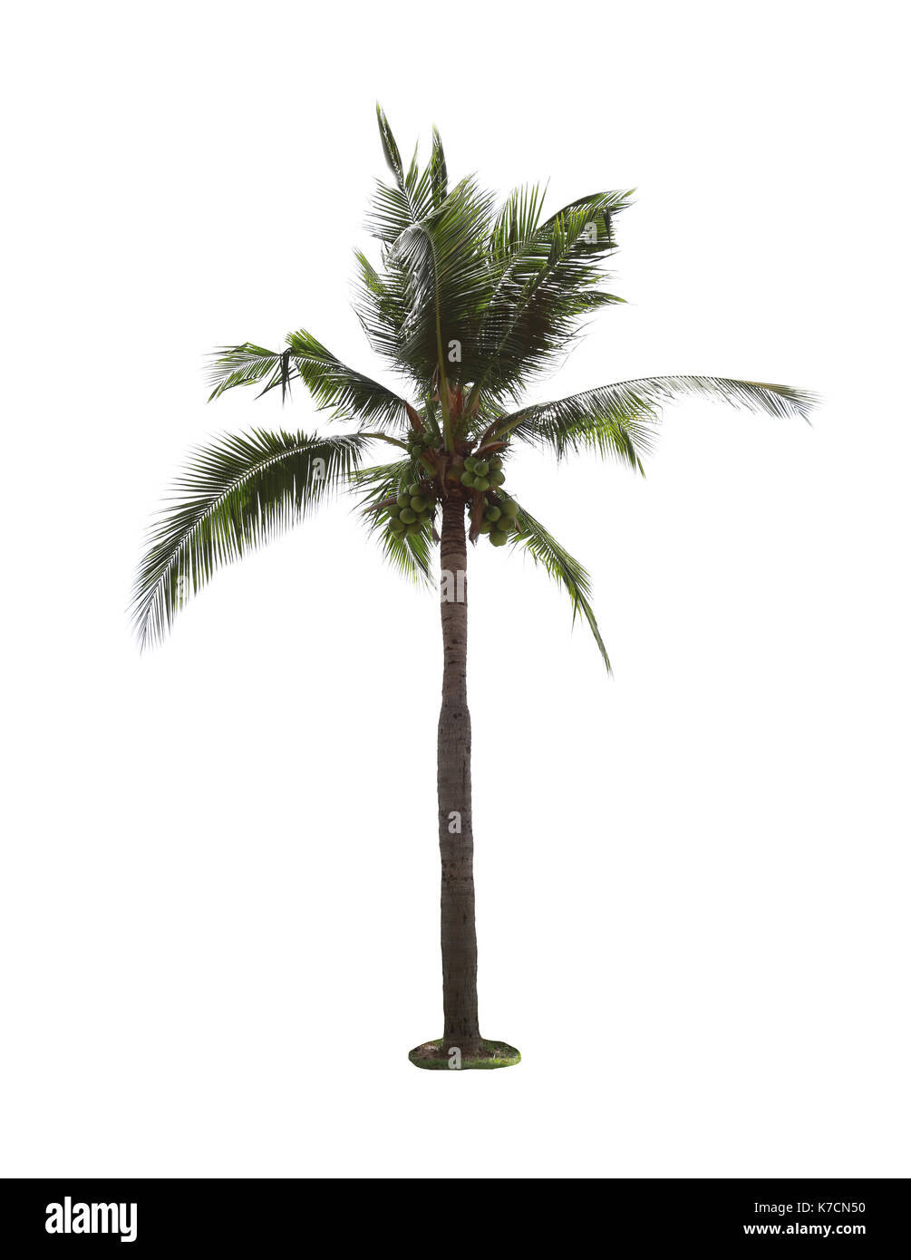 coconut tree isolated on white background,plant found throughout in ...