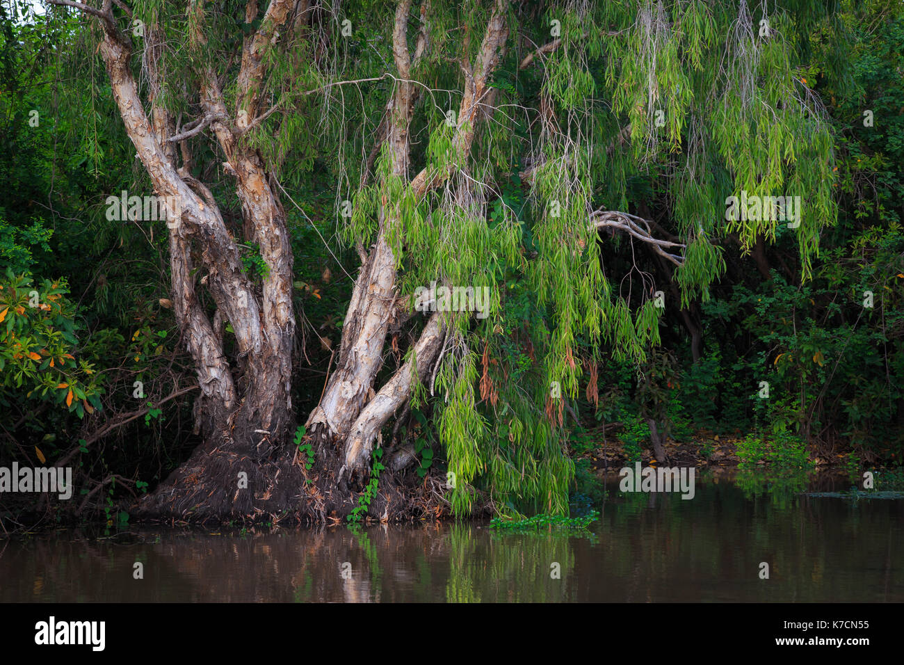 Trees by Yellow Water Billabong, Kakadu NP Stock Photo - Alamy