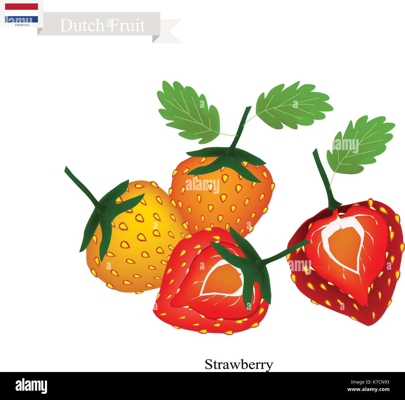 Dutch Fruit, Illustration of Fresh Strawberry. One of The Famous Fruits ...