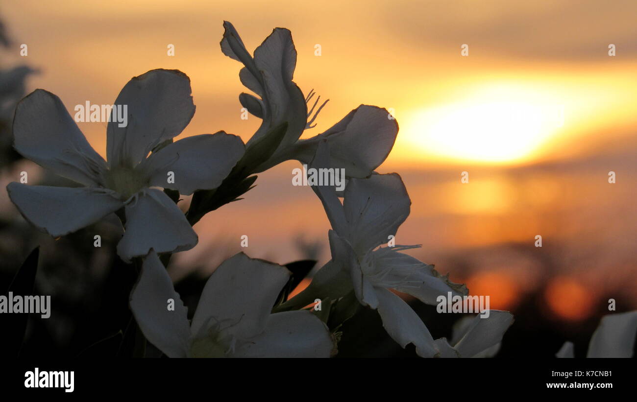 White oleander flowers at sunset in the desert Stock Photo - Alamy