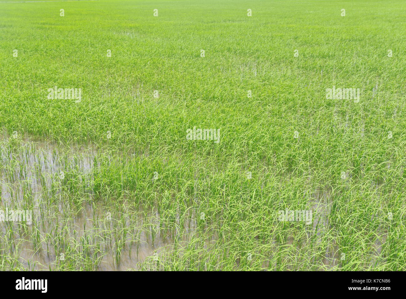 Green Paddy fields in Agricultural area of Thailand Stock Photo - Alamy