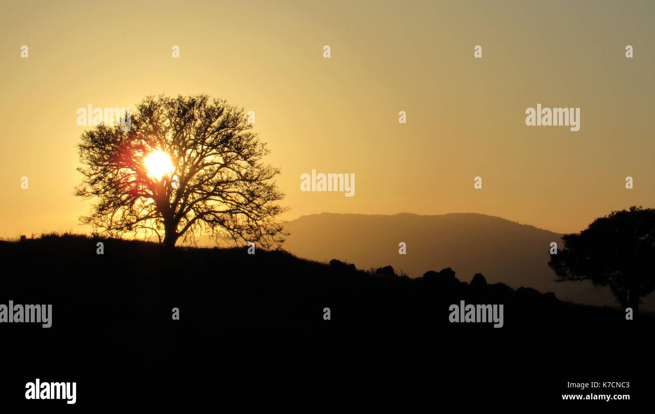 Oak tree silhouette hi-res stock photography and images - Alamy