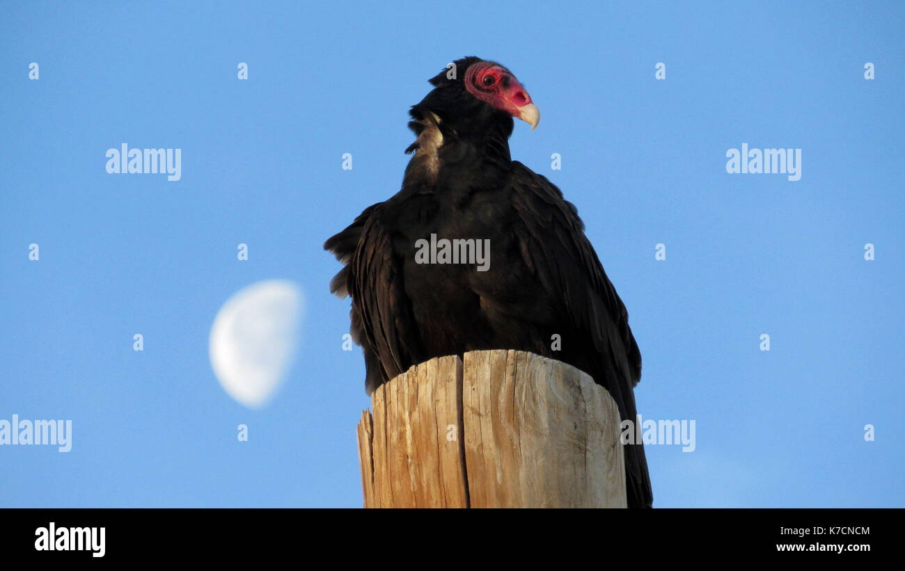 Turkey Vulture black feathers and featherless red head and pale bill ...
