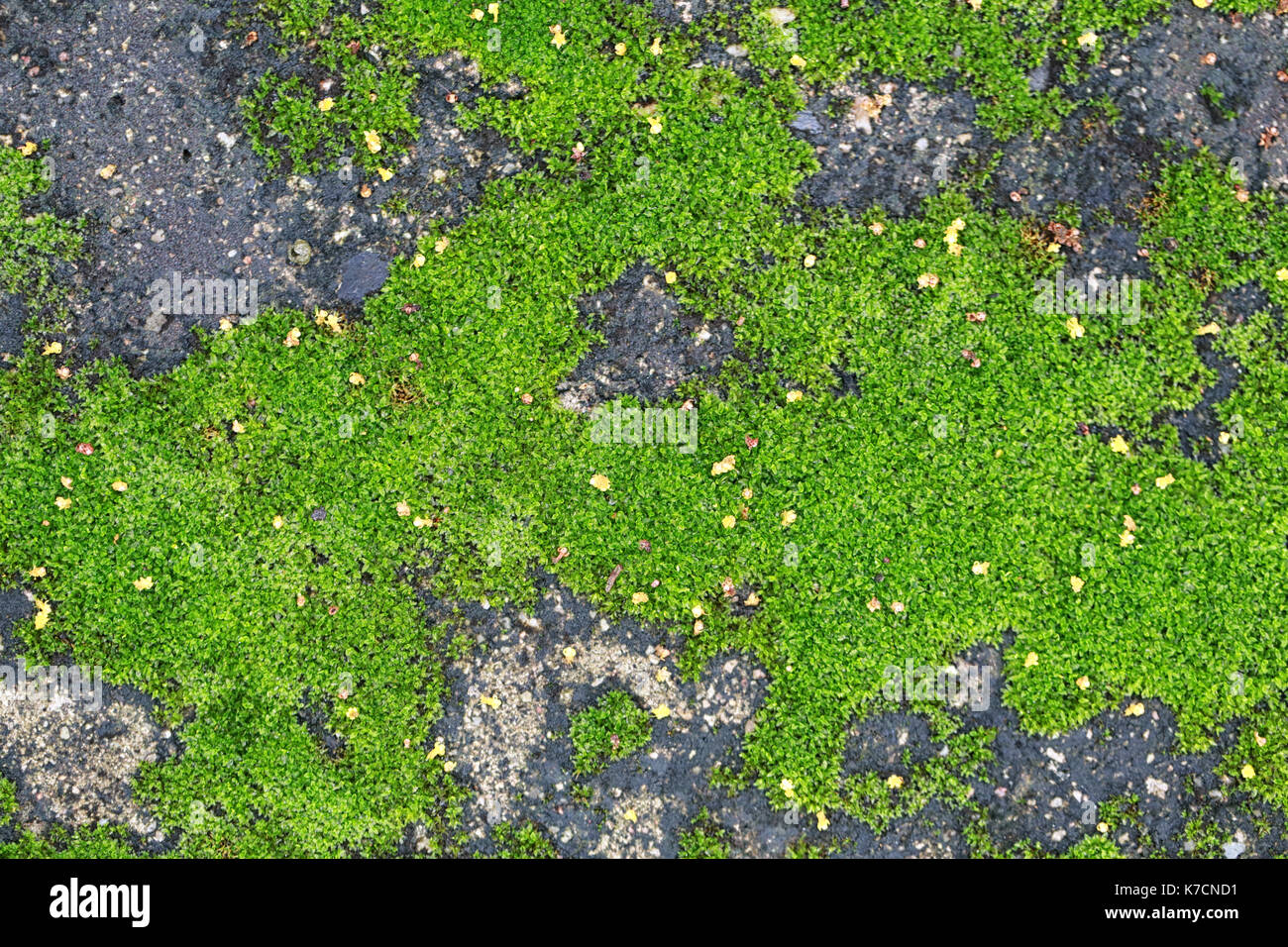 Green moss for design nature background in your work Stock Photo - Alamy