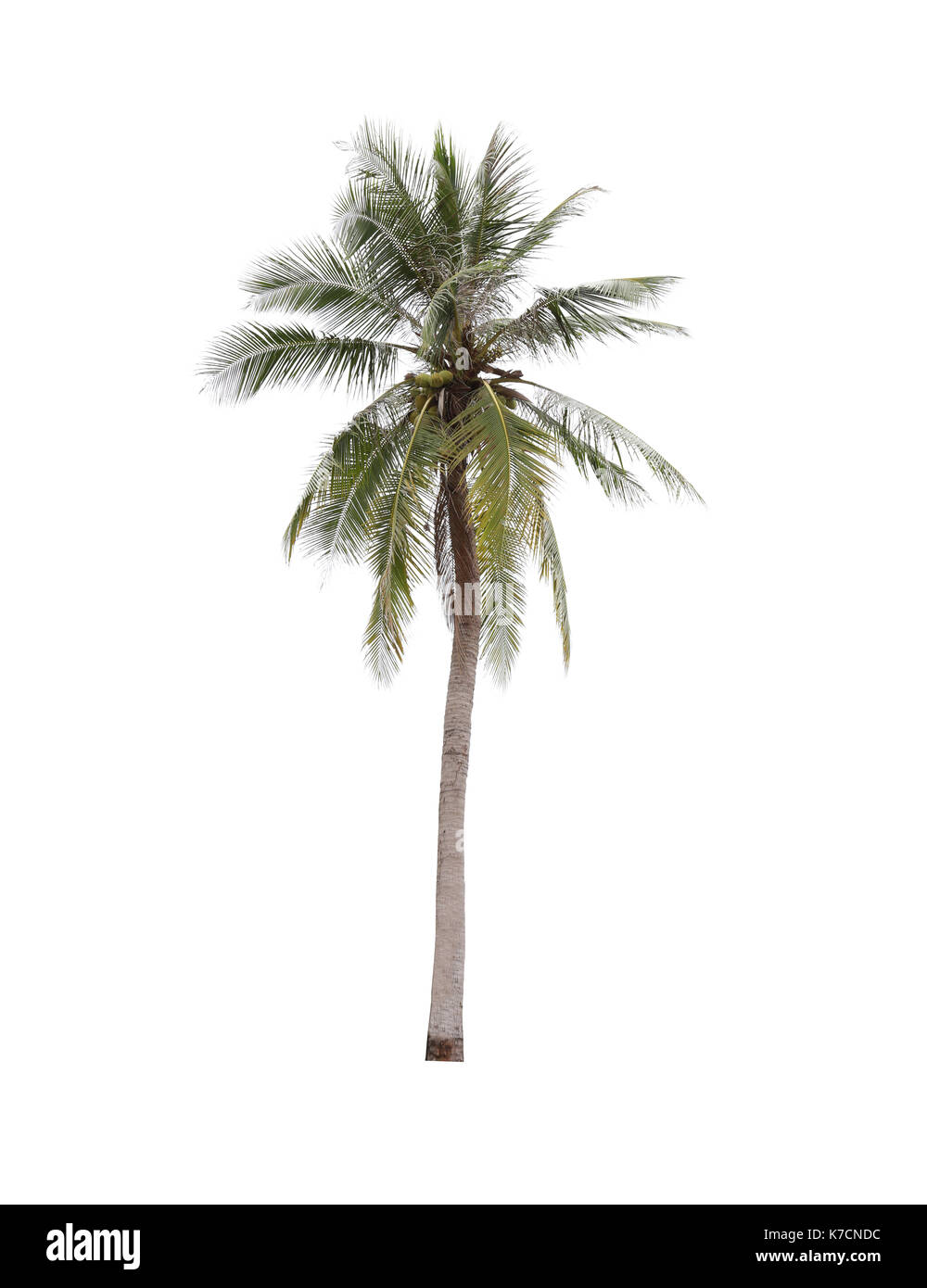 coconut tree isolated on white background,plant found throughout in ...