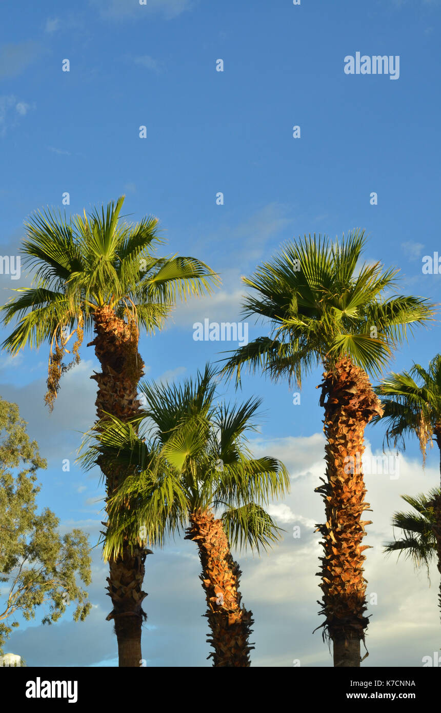 desert Date Palm trees early morning Stock Photo - Alamy