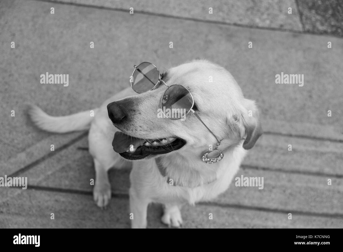 Fancy dog hi-res stock photography and images - Alamy