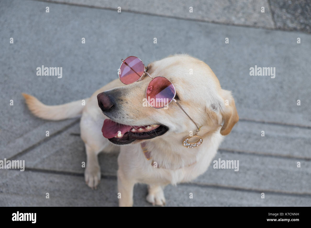 Fancy dog hi-res stock photography and images - Alamy
