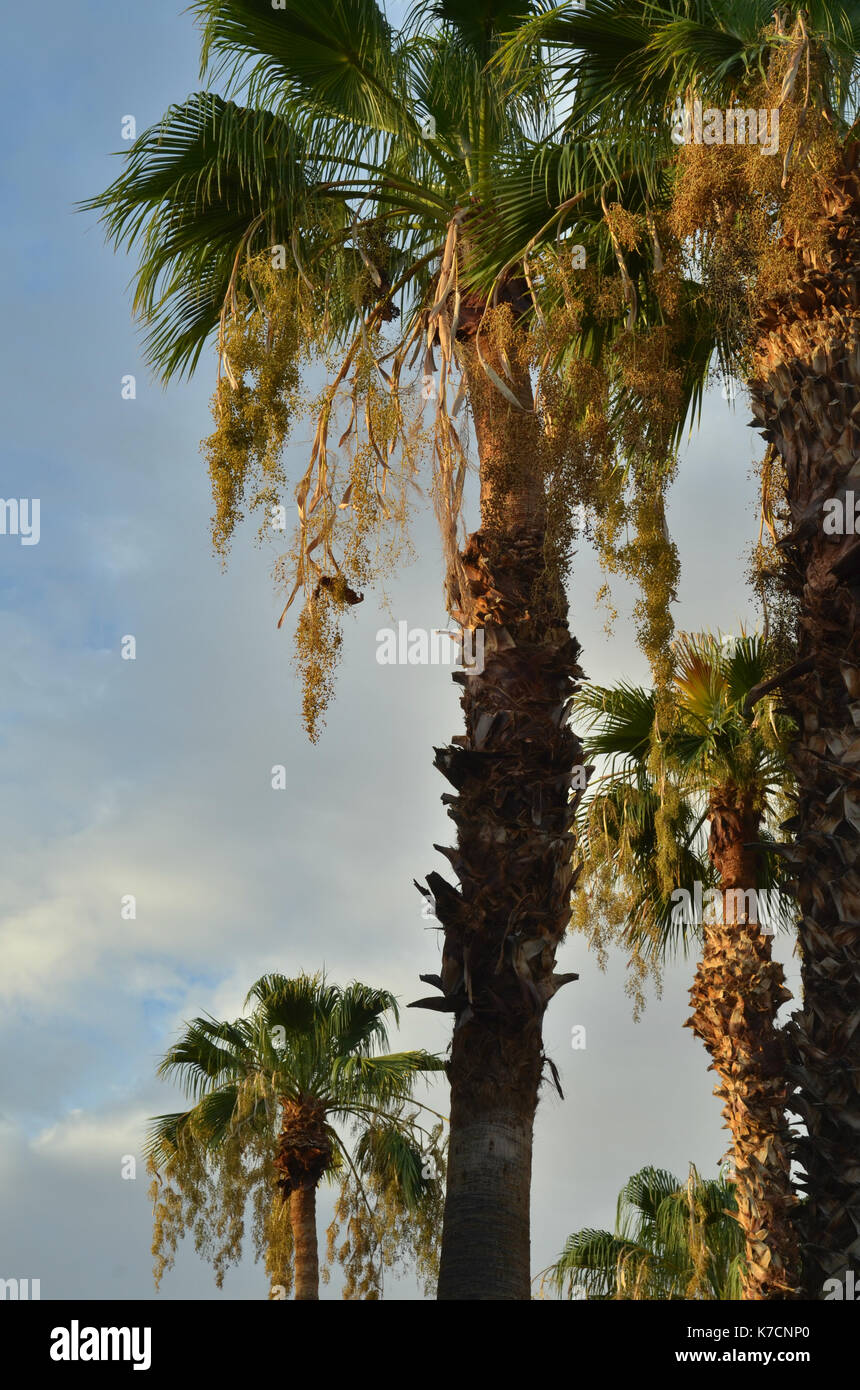 desert Date Palm trees early morning Stock Photo - Alamy