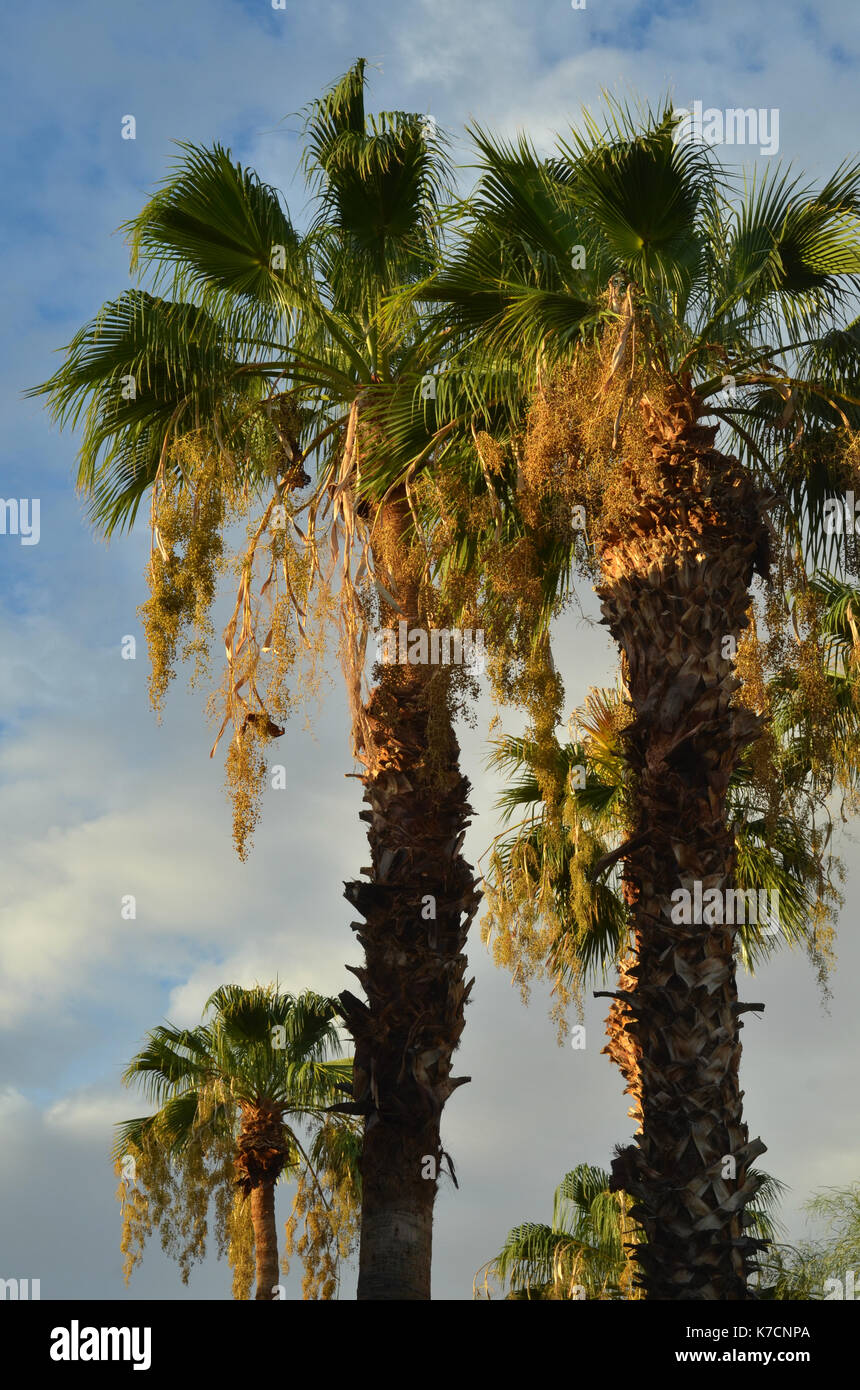 desert Date Palm trees early morning Stock Photo - Alamy