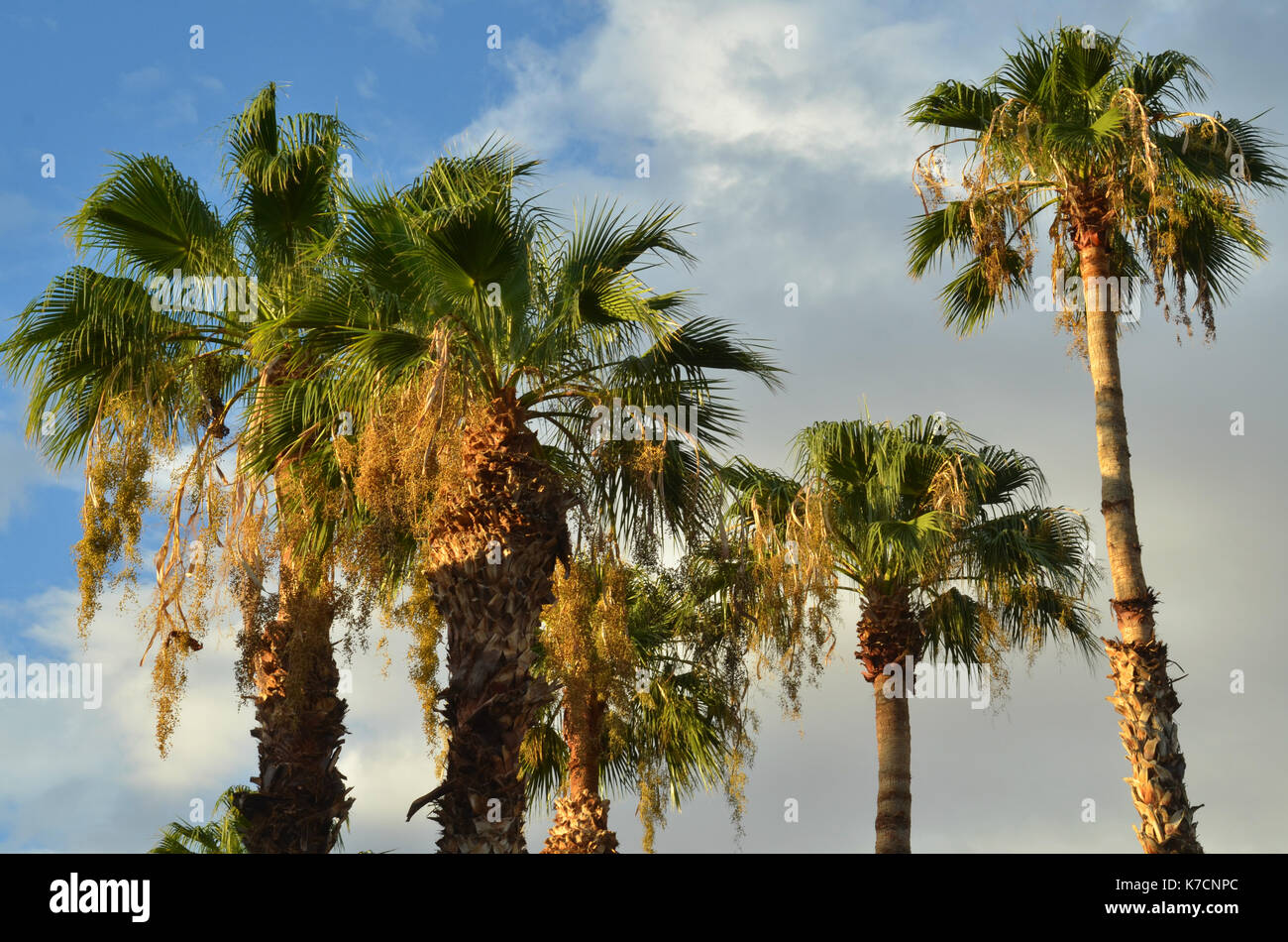 desert Date Palm trees early morning Stock Photo - Alamy