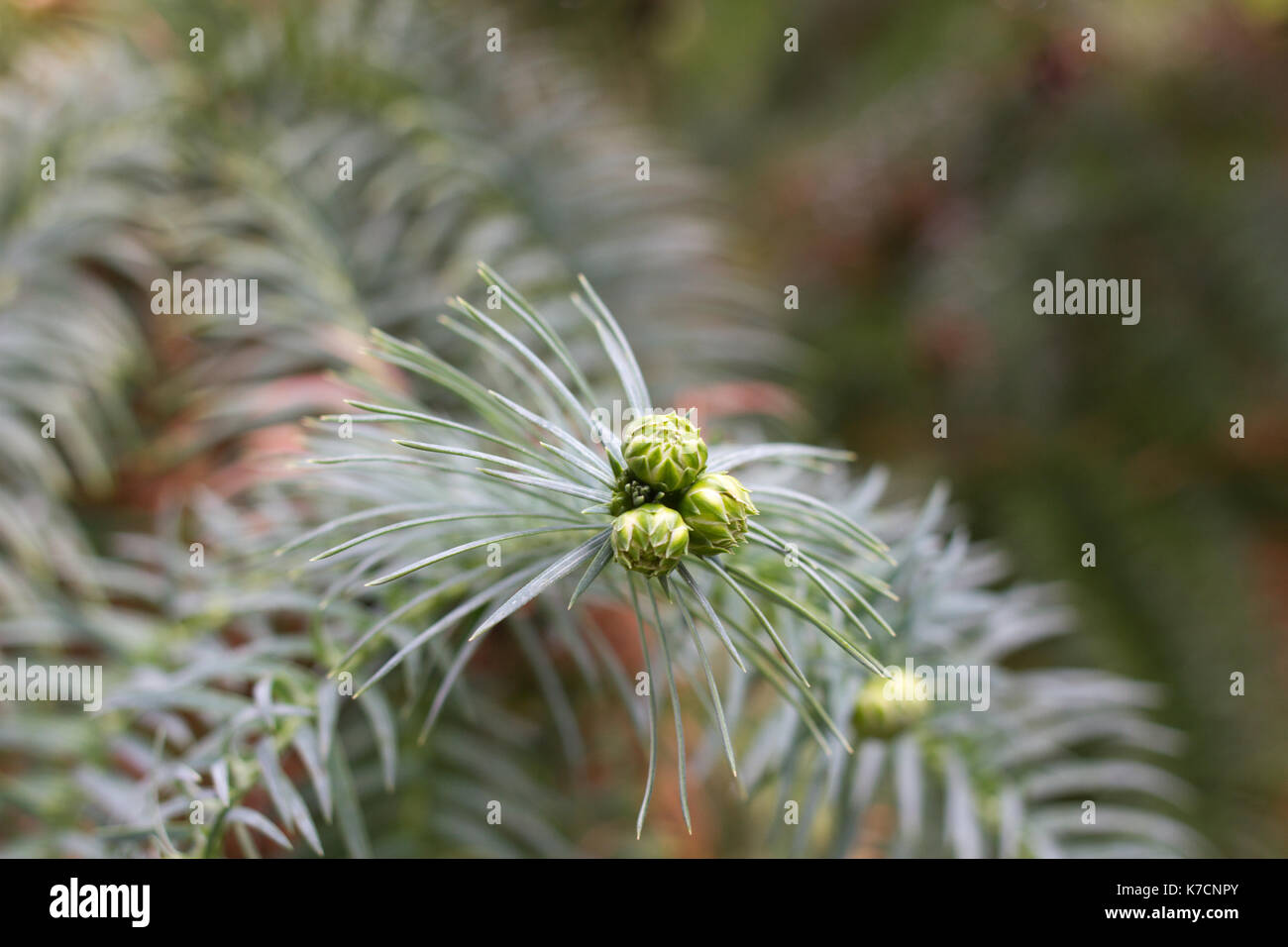 Monkey puzzle tree cones hi-res stock photography and images - Alamy