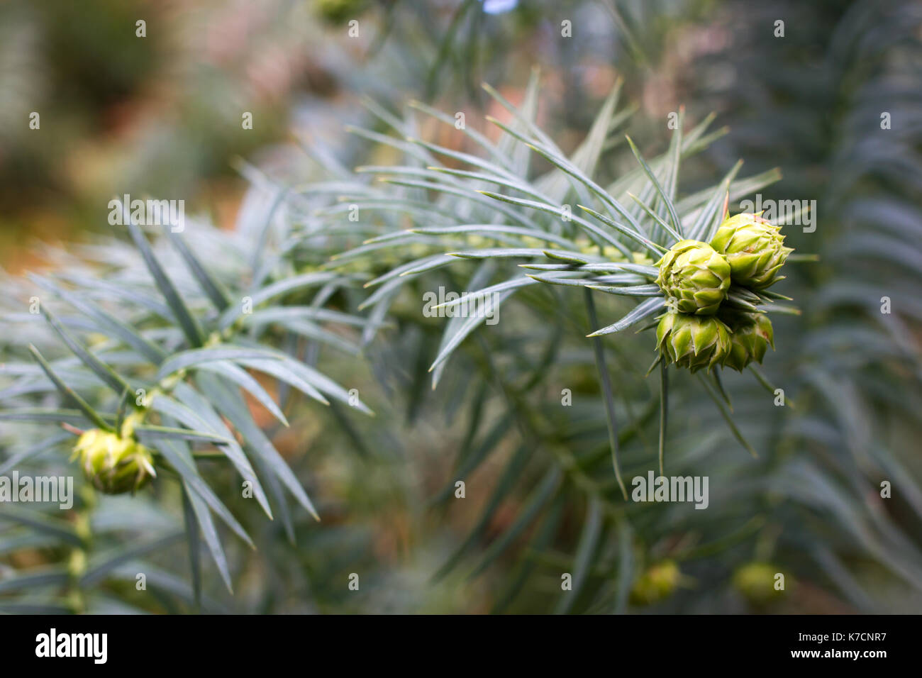 Araucaria araucana cones hi-res stock photography and images - Alamy