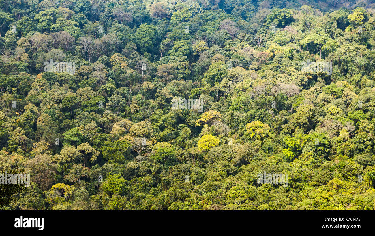 Green forest in mountain hi-res stock photography and images - Alamy