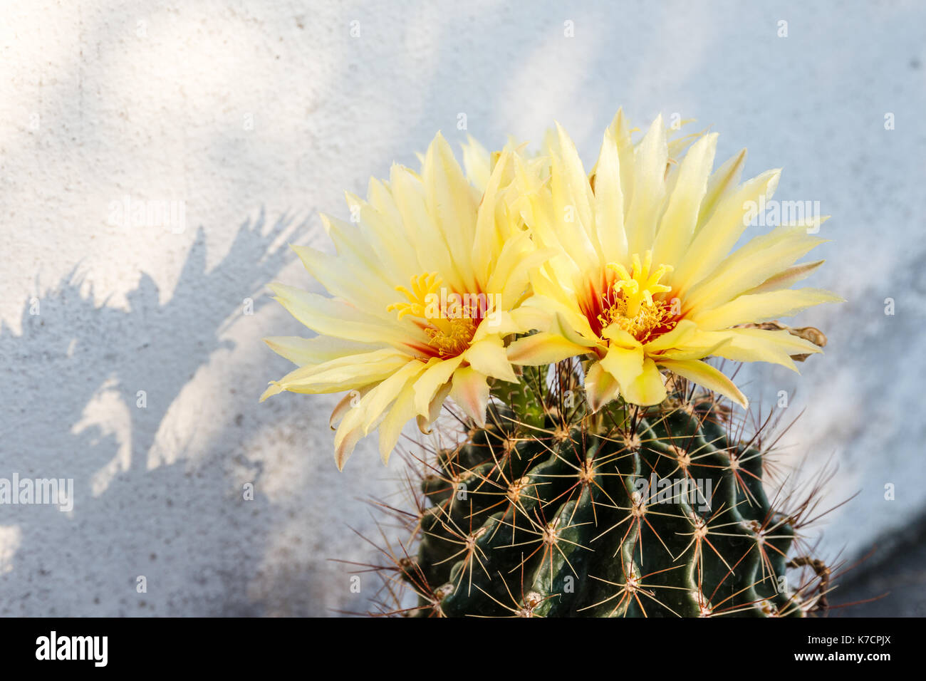 Sunshine on cactus hi-res stock photography and images - Alamy