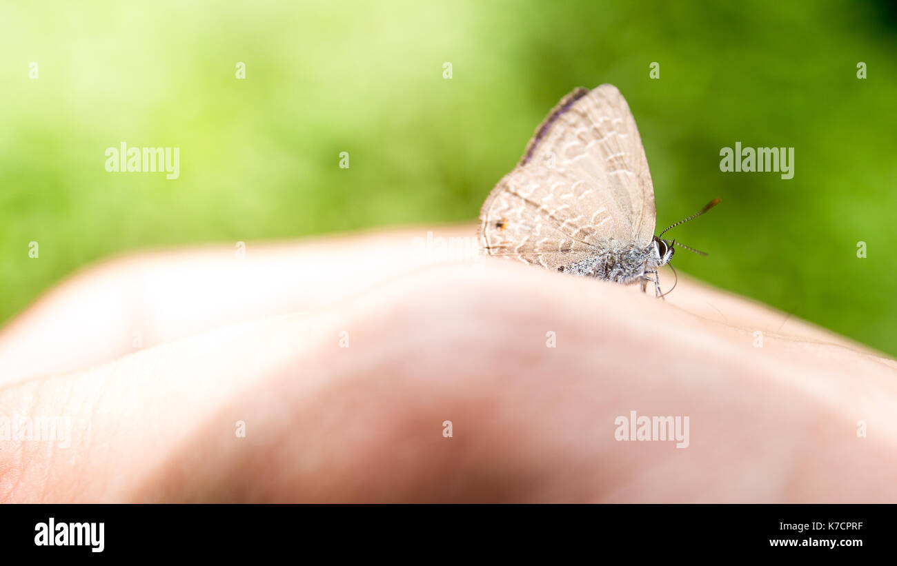 Closeup of butterfly which is standing on the part of human hand Stock ...