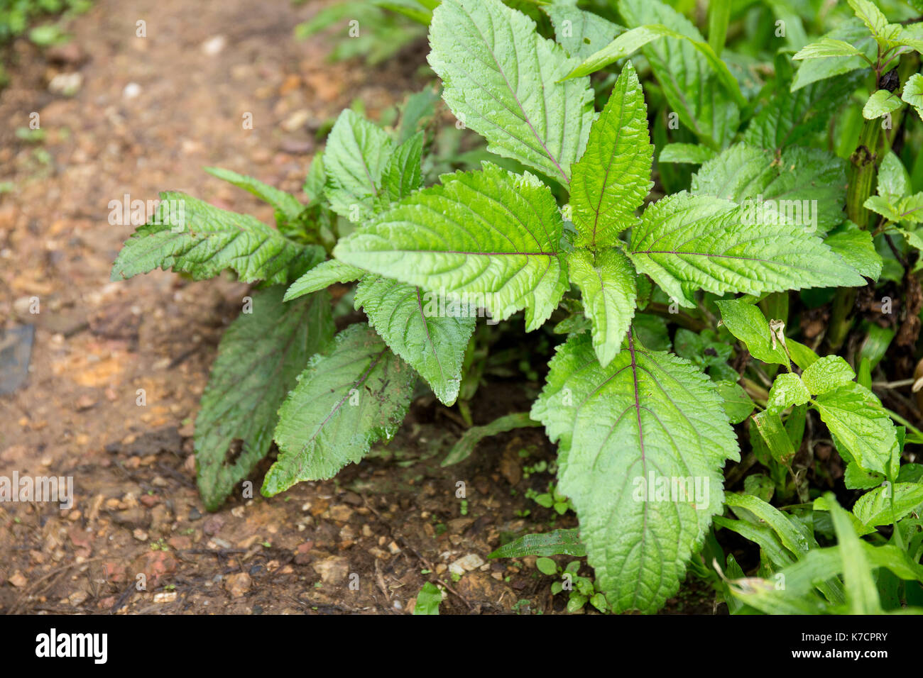 Texture of leaf on the top of sapling Stock Photo - Alamy