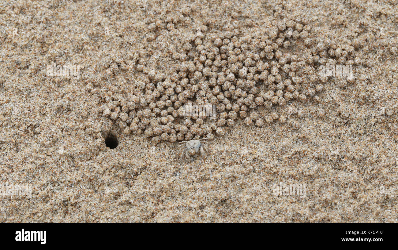 Ghost crab or Crab Wind on sand in macro shot Stock Photo - Alamy