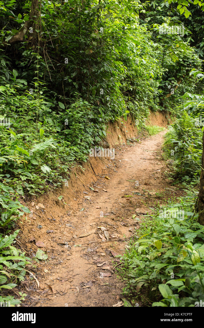 Dirty nature walkway in tropical forest with plants in both side Stock ...