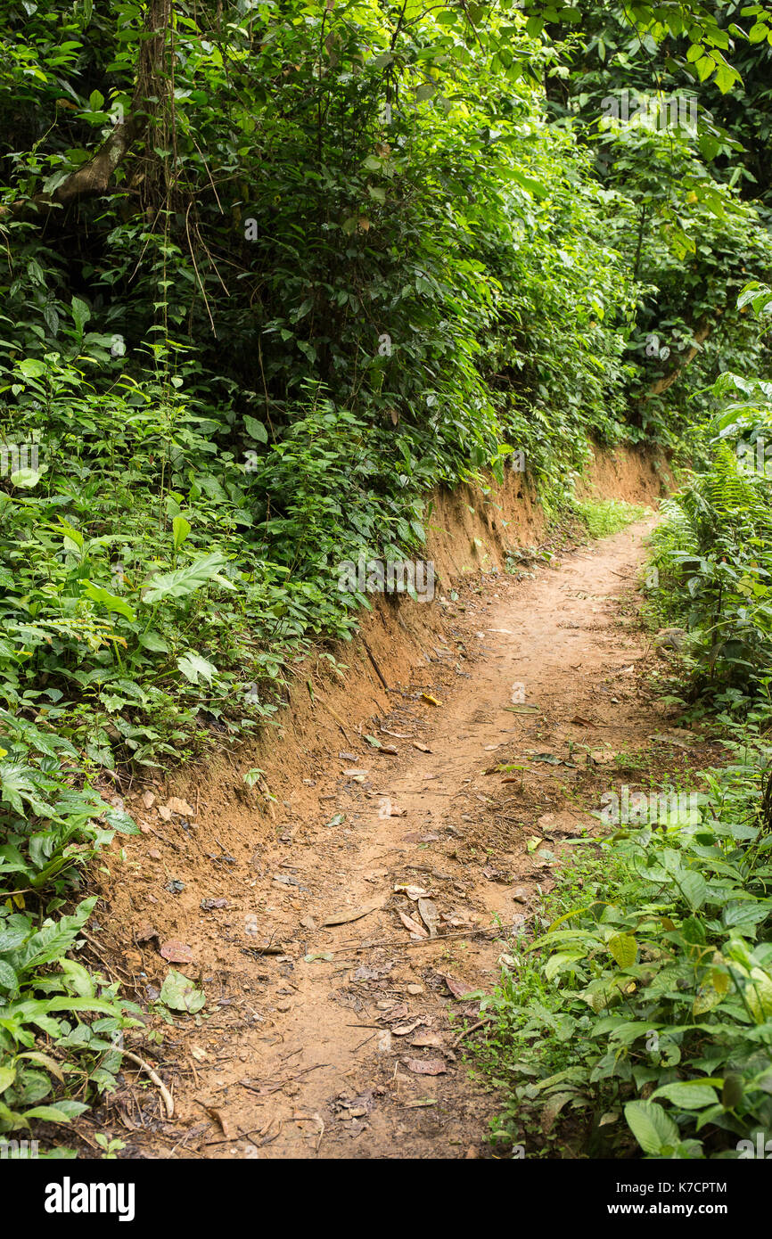 Dirty nature walkway in tropical forest with plants in both side Stock ...