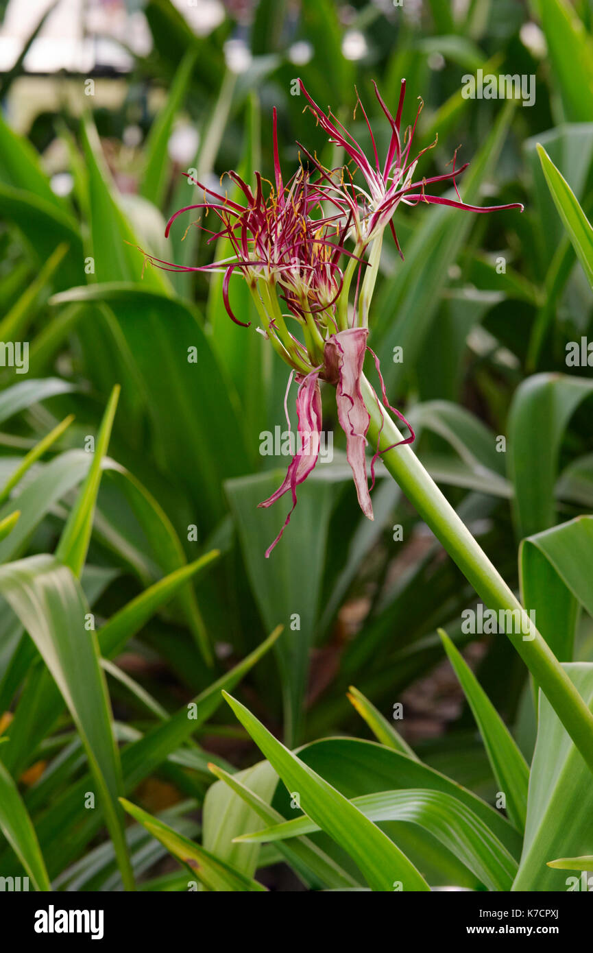 Closeup crinum hi-res stock photography and images - Alamy