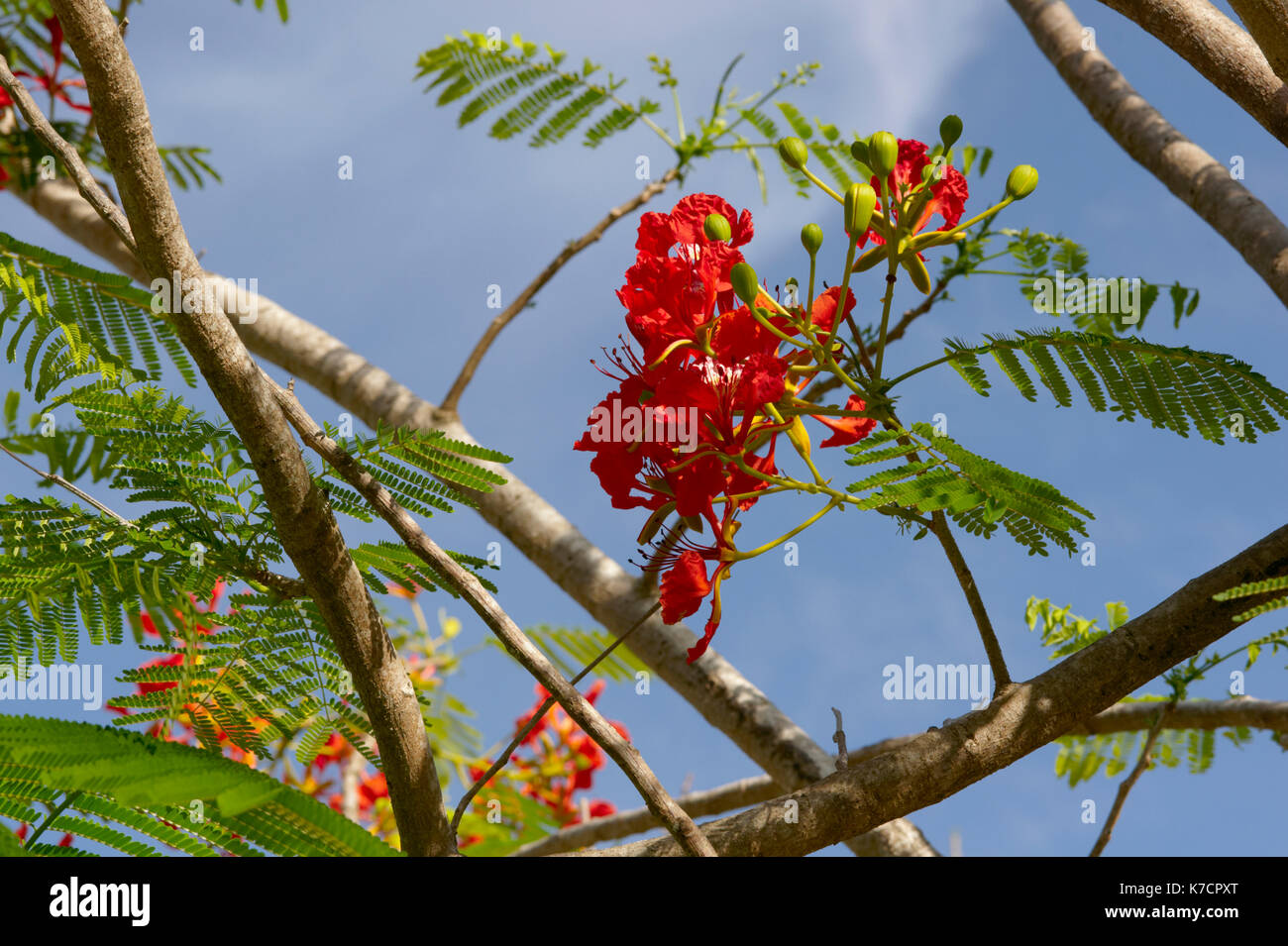 Royal poinciana delonix regia flowers hi-res stock photography and ...