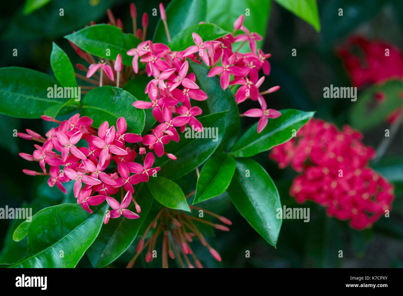 Jungle flame hi-res stock photography and images - Alamy