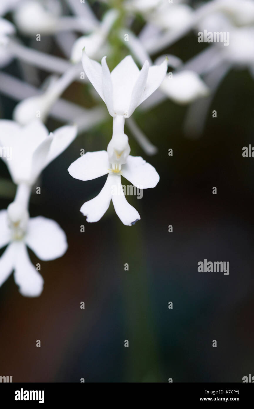 Calanthe orchid flower exotic hi-res stock photography and images - Alamy
