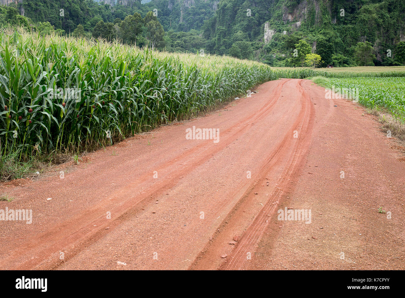 Gravel road with trace along with corn for feed Stock Photo - Alamy