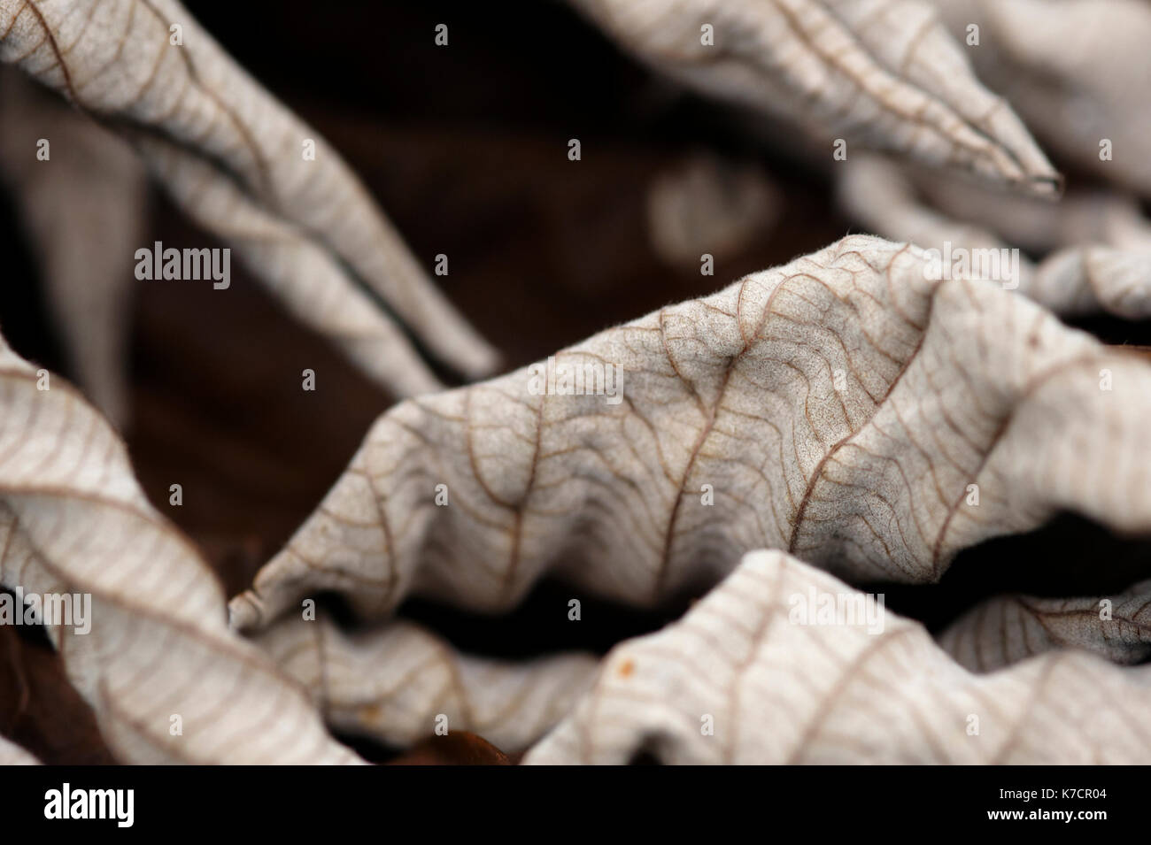 Curled dry dead leaf hi-res stock photography and images - Alamy