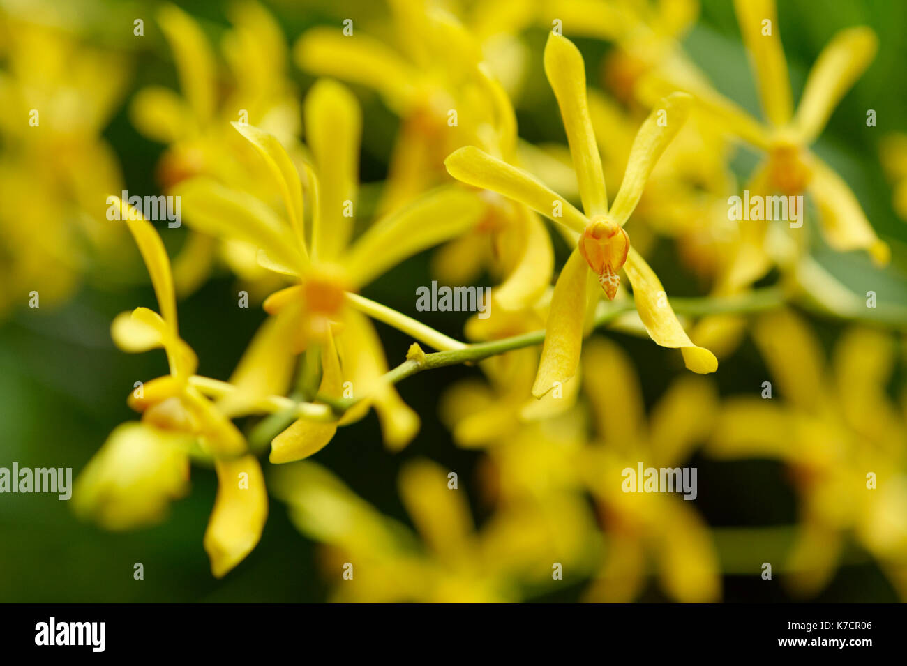 YELLOW DENDROBIUM ORCHID Stock Photo - Alamy