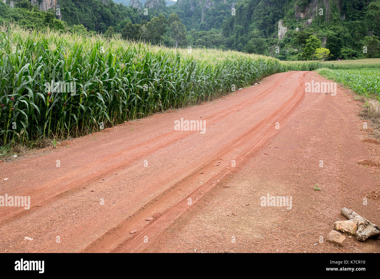 Gravel road with trace along with corn for feed Stock Photo - Alamy