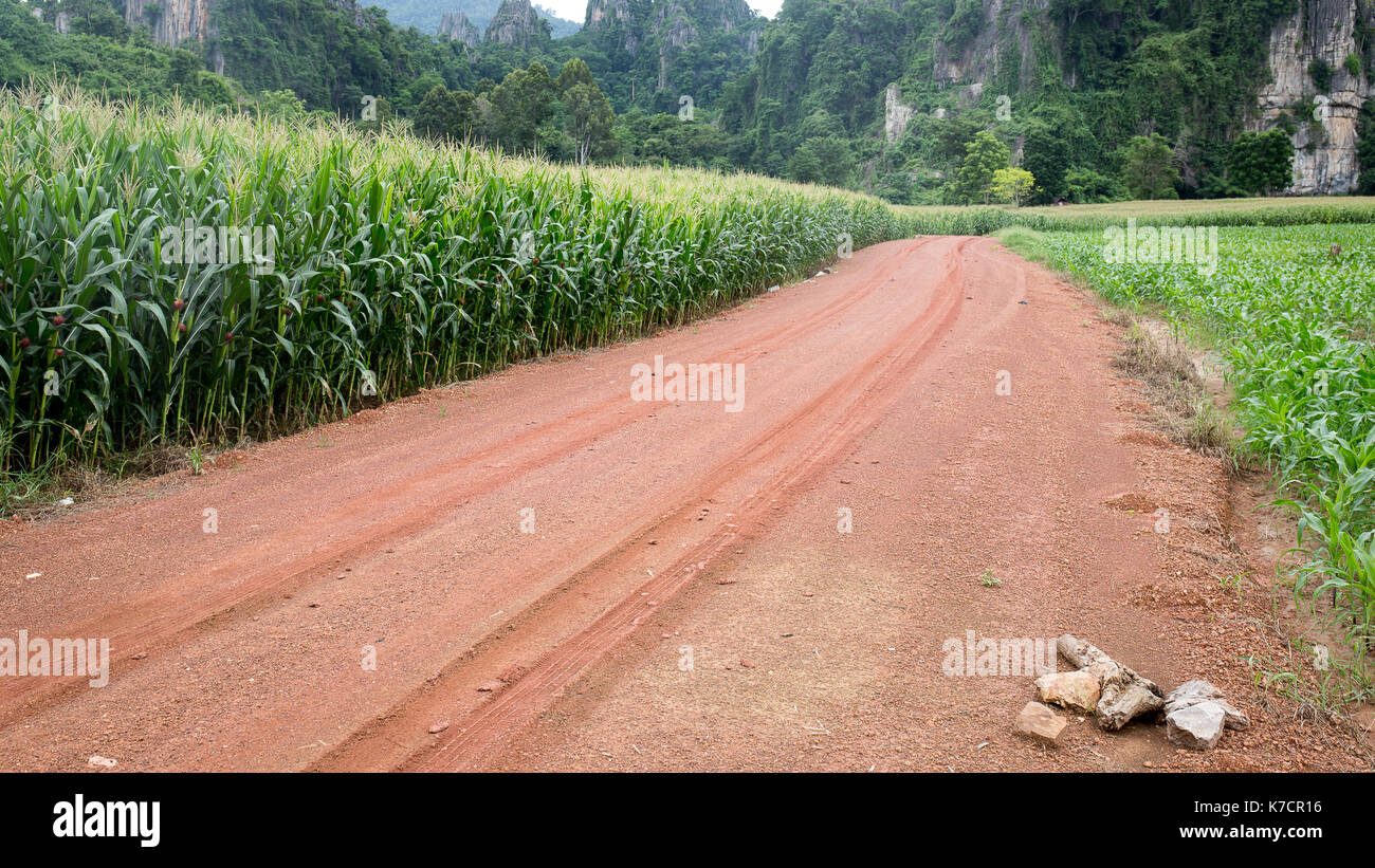 Gravel road with trace along with corn for feed Stock Photo - Alamy