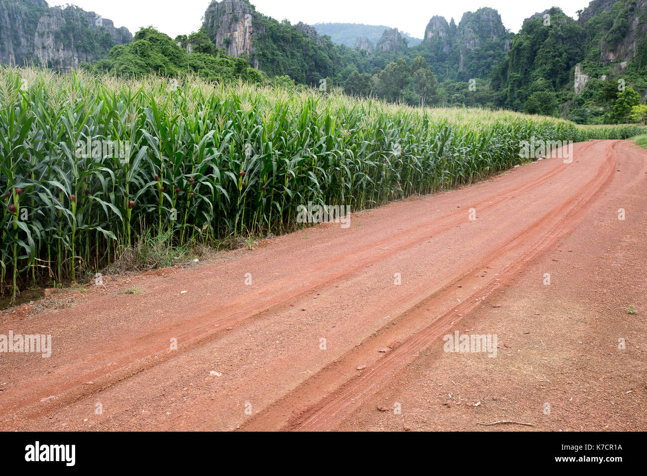 Gravel road with trace along with corn for feed Stock Photo - Alamy