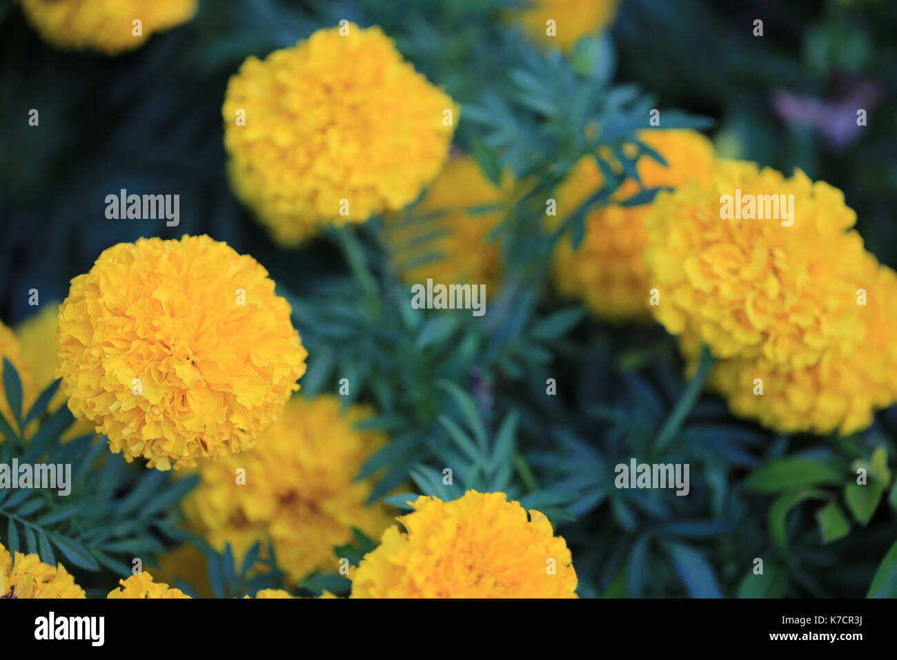 Marigold flower bloom hi-res stock photography and images - Alamy