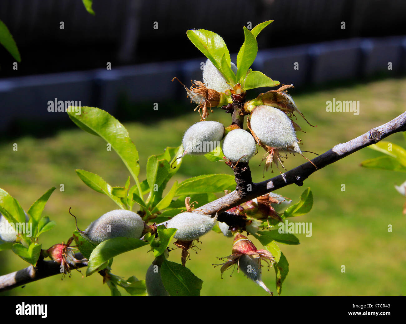 Almonds growing on the tree Stock Photo - Alamy