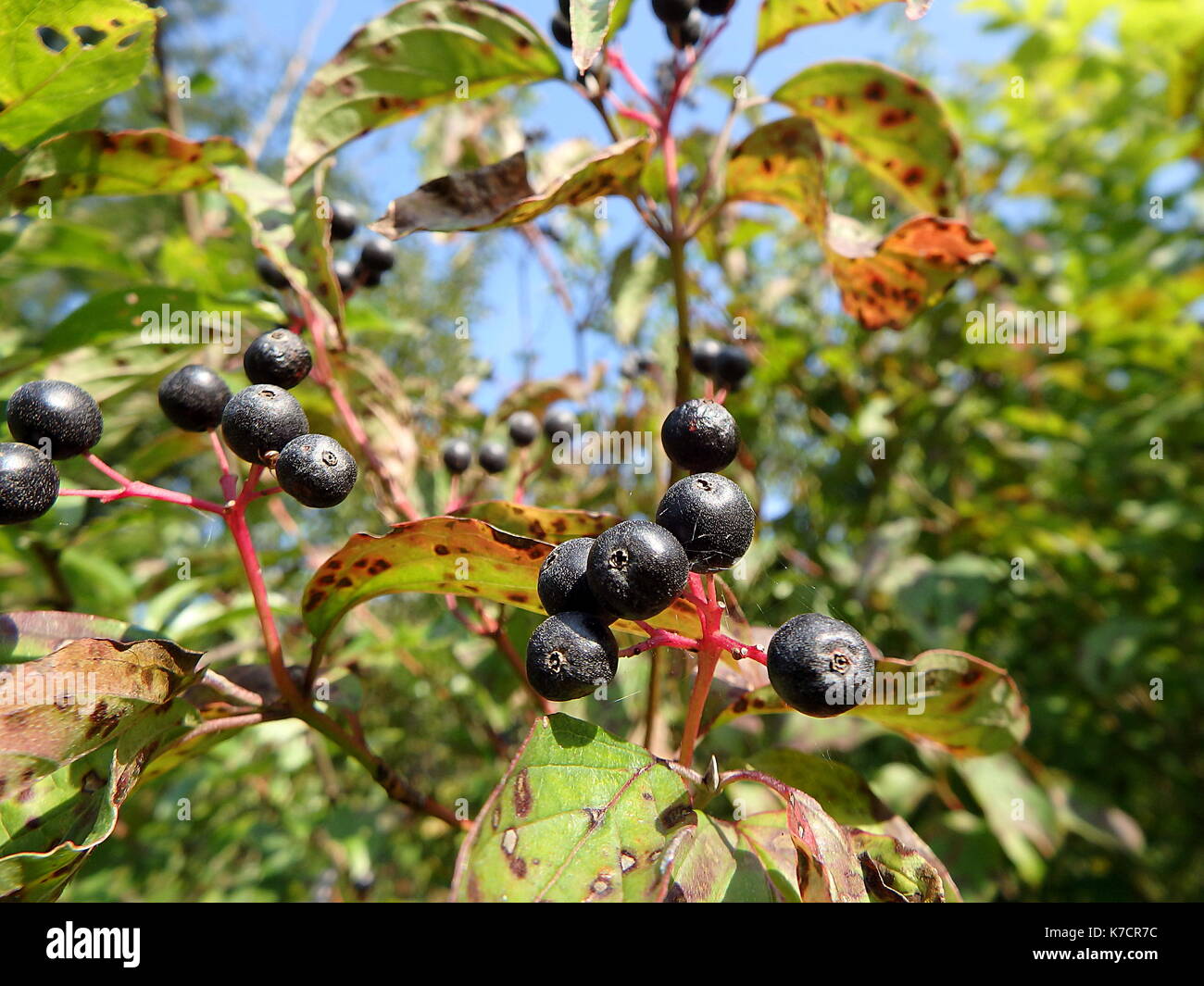 Berries of common dogwood,(Cornus sanguinea Stock Photo - Alamy