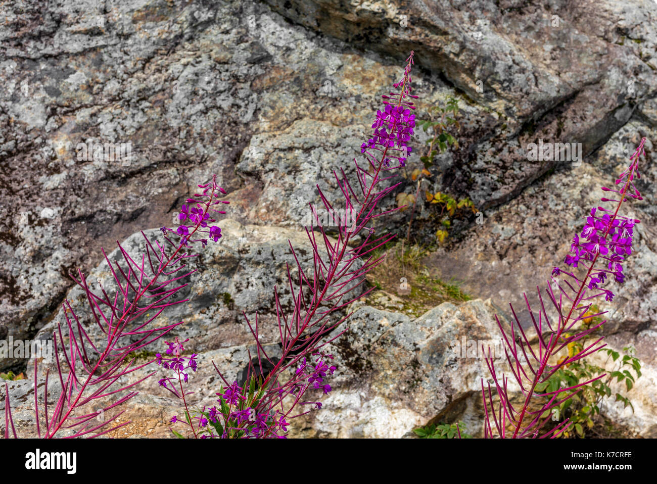 Wildflowers in national park in Norway Stock Photo - Alamy