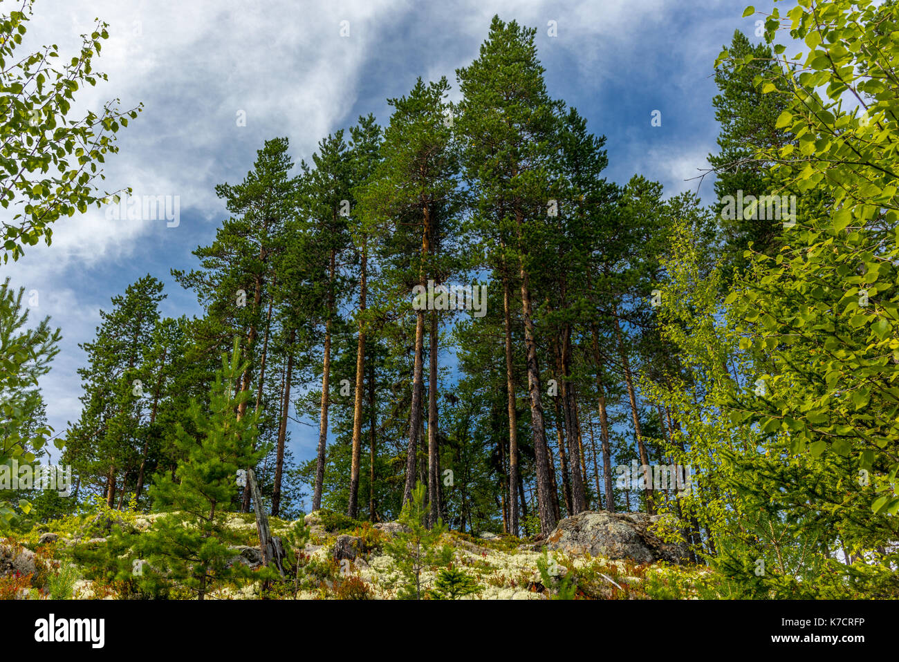 A wild forest in a national park in Norway - 7 Stock Photo - Alamy