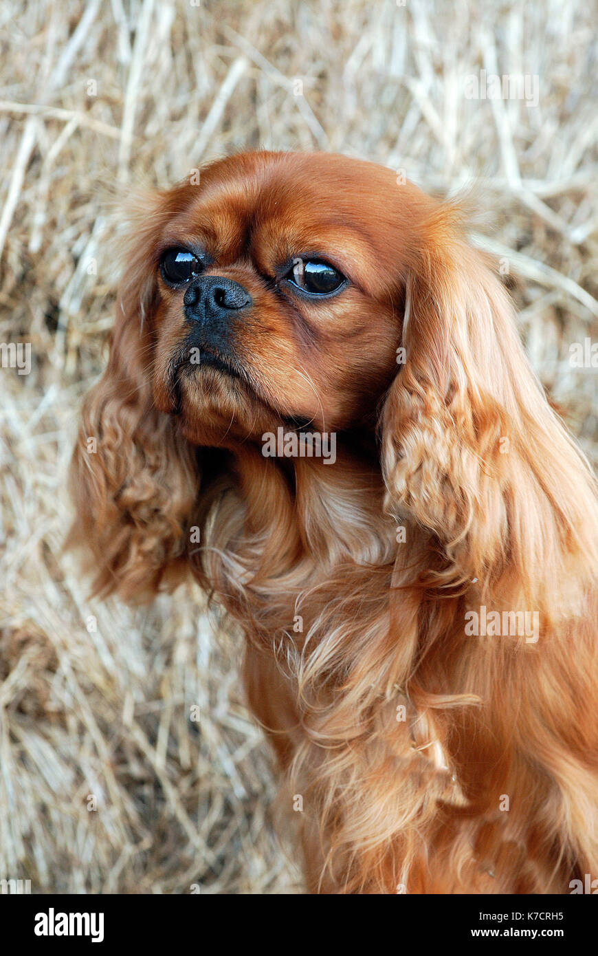 Cavalier King Charles spaniels at a dog show Stock Photo - Alamy